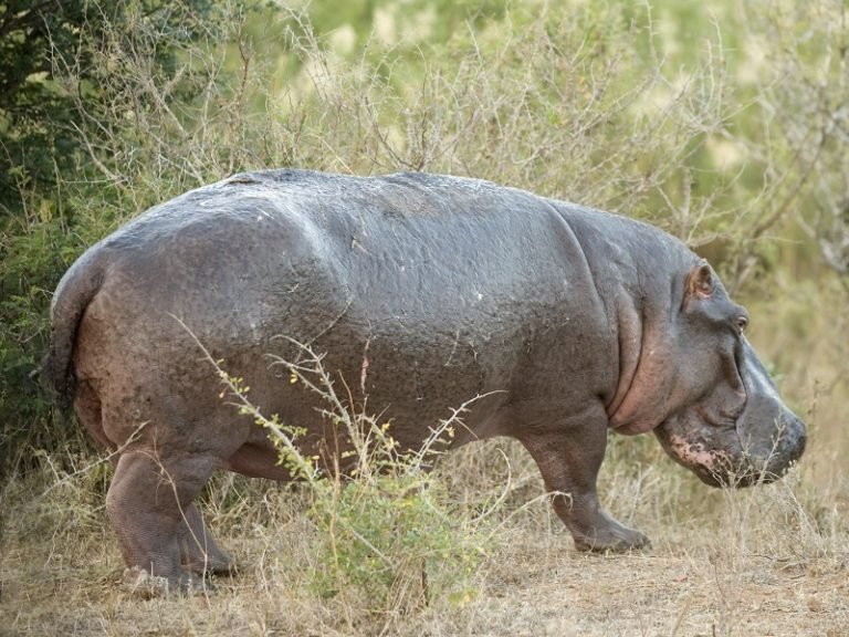 10 Largest Animals In The World Still Exist Today