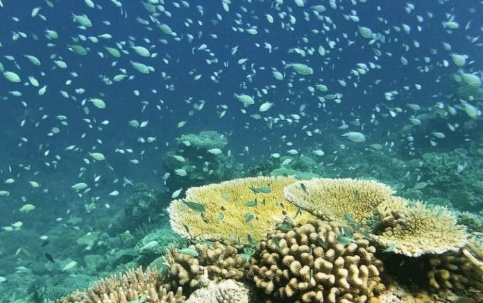 10 of The Largest Coral Reefs in The World - 10Largest