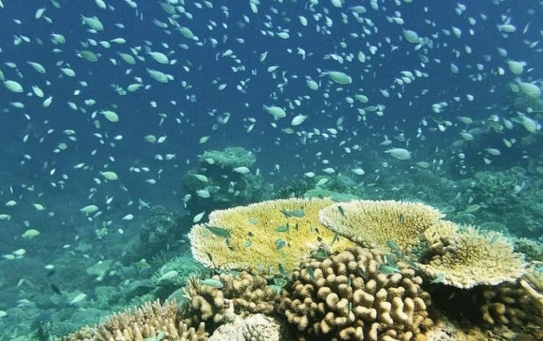 10 of The Largest Coral Reefs in The World - 10Largest