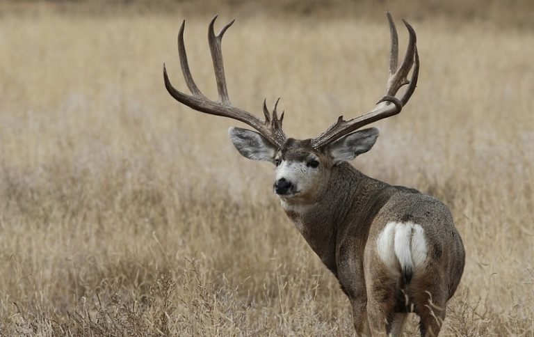 11 Top Animals with Antlers Around The World - 10Largest