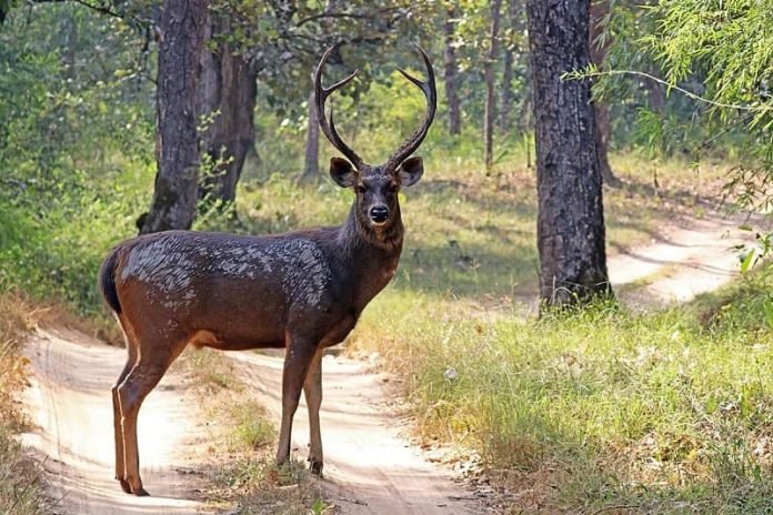 11 Top Animals with Antlers Around The World - 10Largest