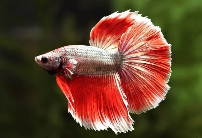 10 Coolest Freshwater Aquarium Fishes That'll Soothe Your Eyes