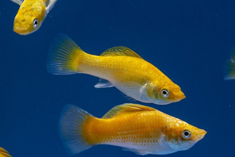 10 Coolest Freshwater Aquarium Fishes That'll Soothe Your Eyes