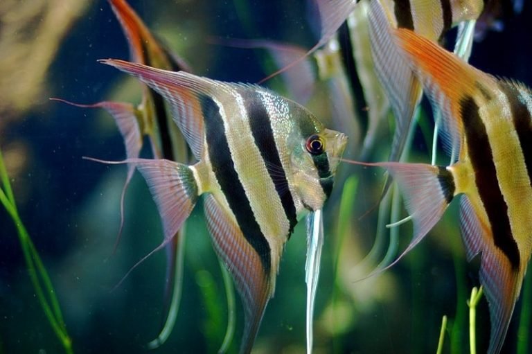 10 Coolest Freshwater Aquarium Fishes That'll Soothe Your Eyes