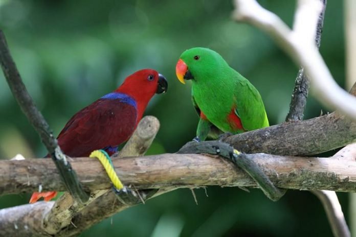 15 Types of Talking Parrots That You Must Know - 10Largest