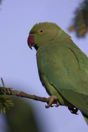 15 Types of Talking Parrots That You Must Know - 10Largest