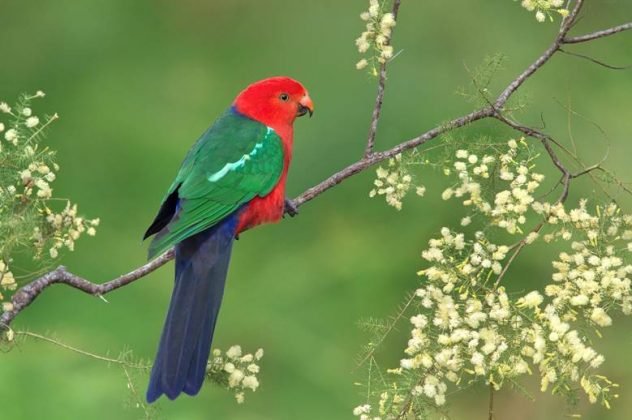 15 Types of Talking Parrots That You Must Know - 10Largest