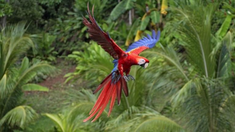 15 Types of Talking Parrots That You Must Know - 10Largest
