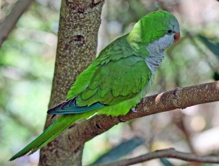 15 Types of Talking Parrots That You Must Know - 10Largest