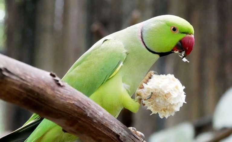 15 Types of Talking Parrots That You Must Know - 10Largest