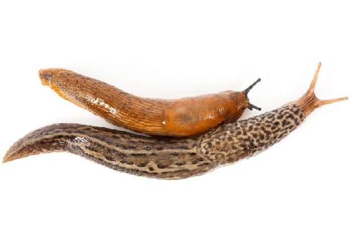 12 Slowest Animals in the World You Need to See - 10Largest